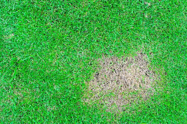Identifying and Treating the 2 Most Common Lawn Diseases